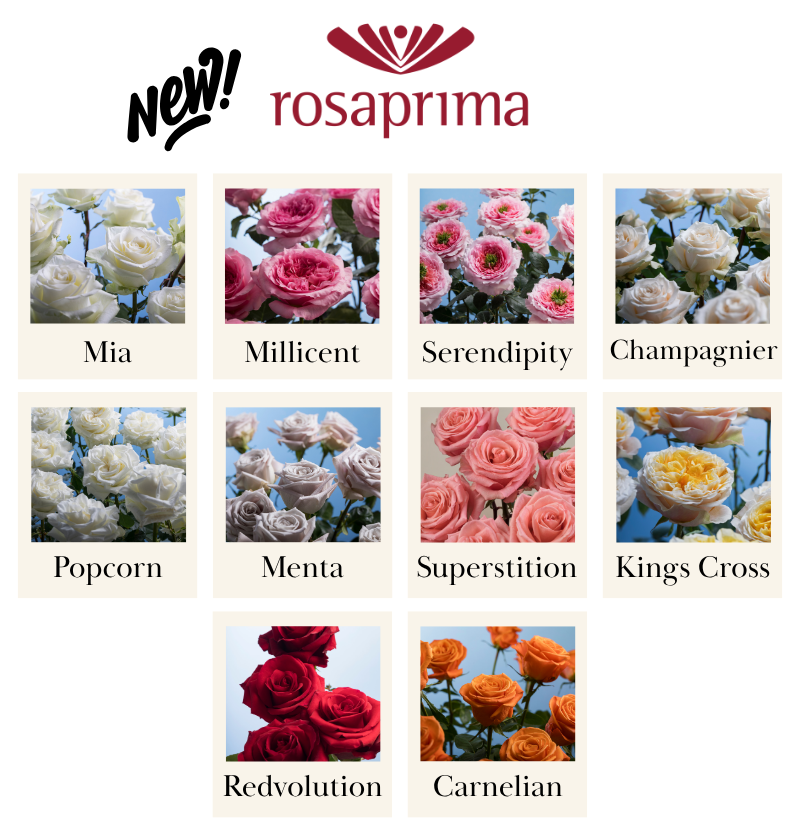 Rosaprima & Floraprima Announce the 2025 New Variety Launch Event