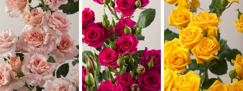 Introducing Rosaprima's New Spray Roses!