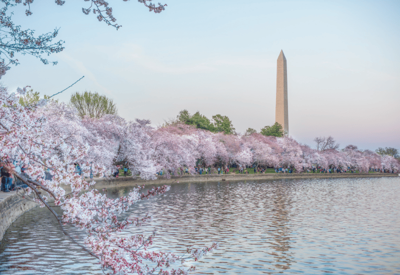 History of the Cherry Blossom Tree