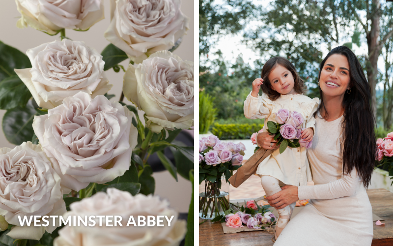 Rosaprima Launches 4 New Rose Varieties Now On Details!