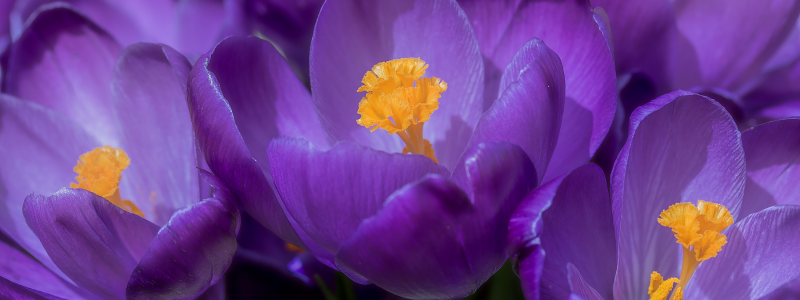 Sharing the Health Benefits of Flowers