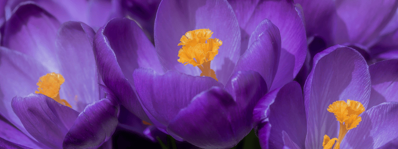 Sharing the Health Benefits of Flowers