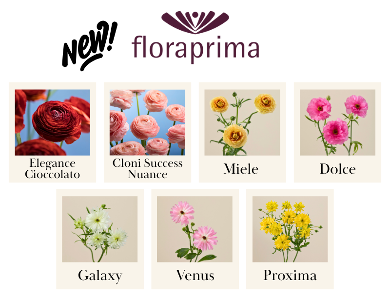 Rosaprima & Floraprima Announce the 2025 New Variety Launch Event