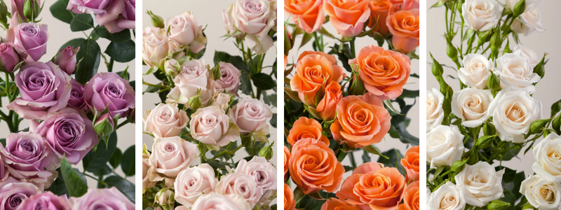 Introducing Rosaprima's New Spray Roses!
