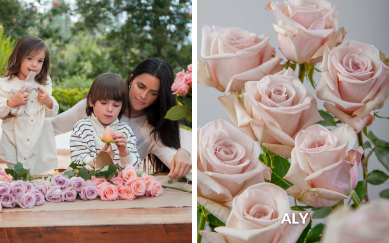 Rosaprima Launches 4 New Rose Varieties Now On Details!