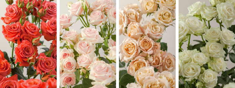 Introducing Rosaprima's New Spray Roses!