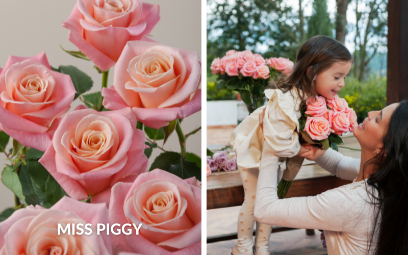 Rosaprima Launches 4 New Rose Varieties Now On Details!