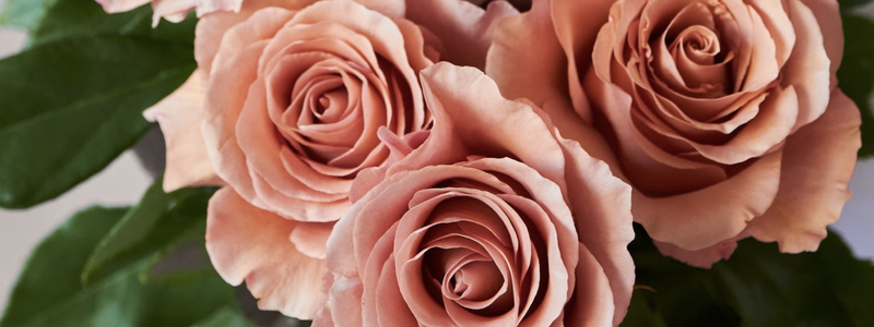 The Rosaprima Experience: February 2023 Masterclass Recap