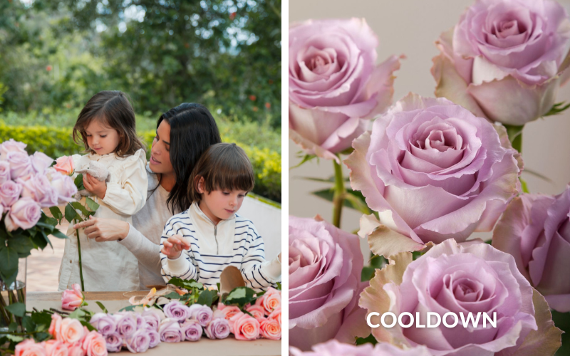 Rosaprima Launches 4 New Rose Varieties Now On Details!