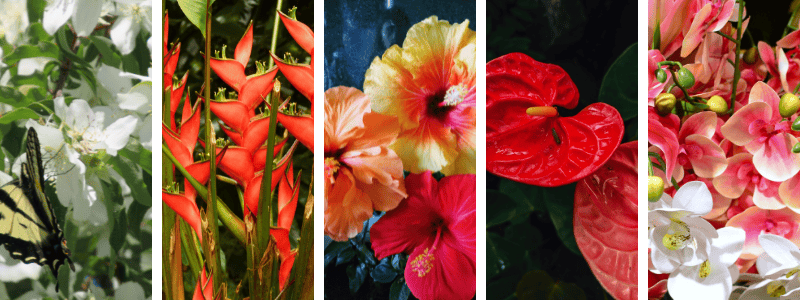Flowers of the Caribbean