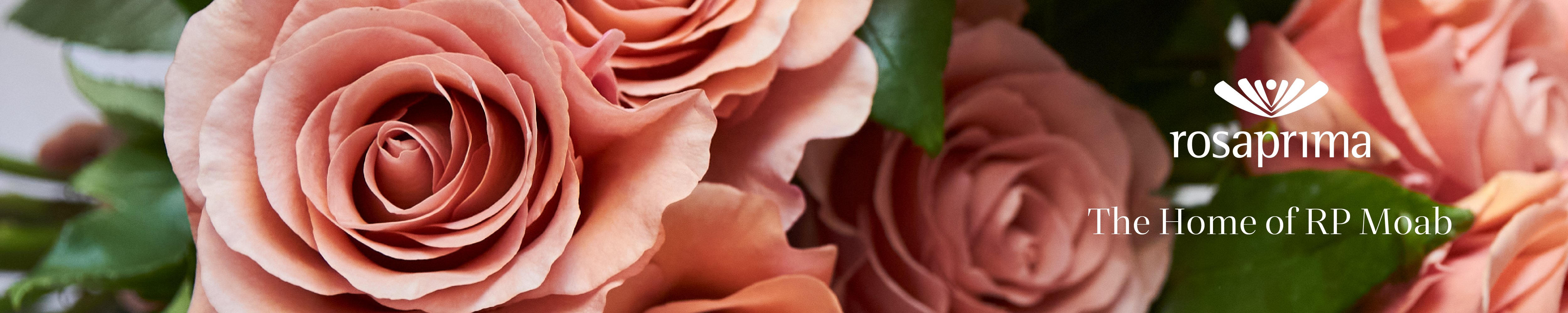 Exclusive Rosaprima Recipes Now On Details!