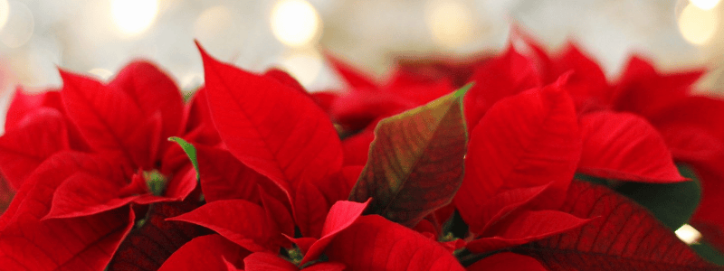 The History of the Poinsettia