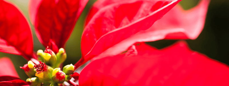 The History of the Poinsettia