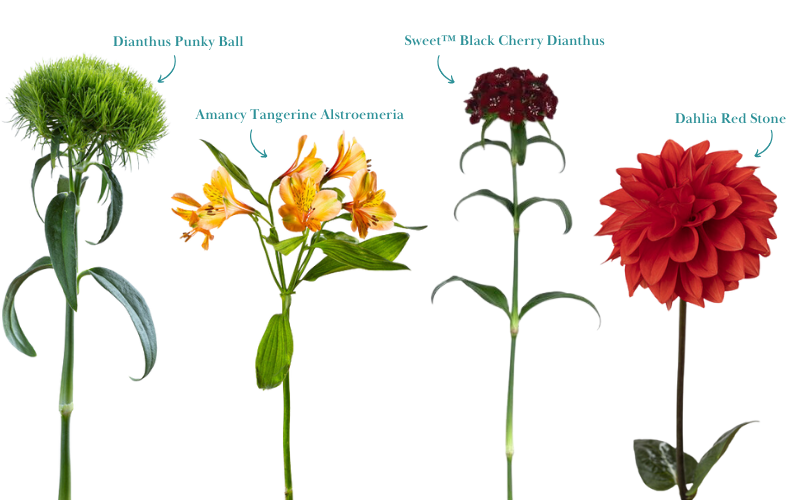 Cutting-Edge Research in Developing New Flower Varieties with Ball SB