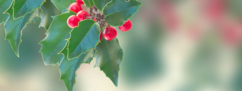 The History of Mistletoe