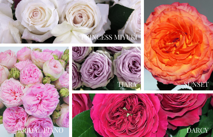 Design with Alexandra Farms Garden Roses