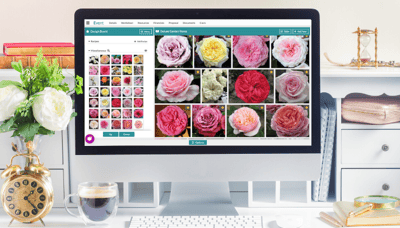 Design with Alexandra Farms Garden Roses