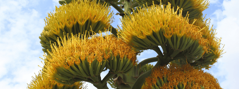 Flowers of the Caribbean