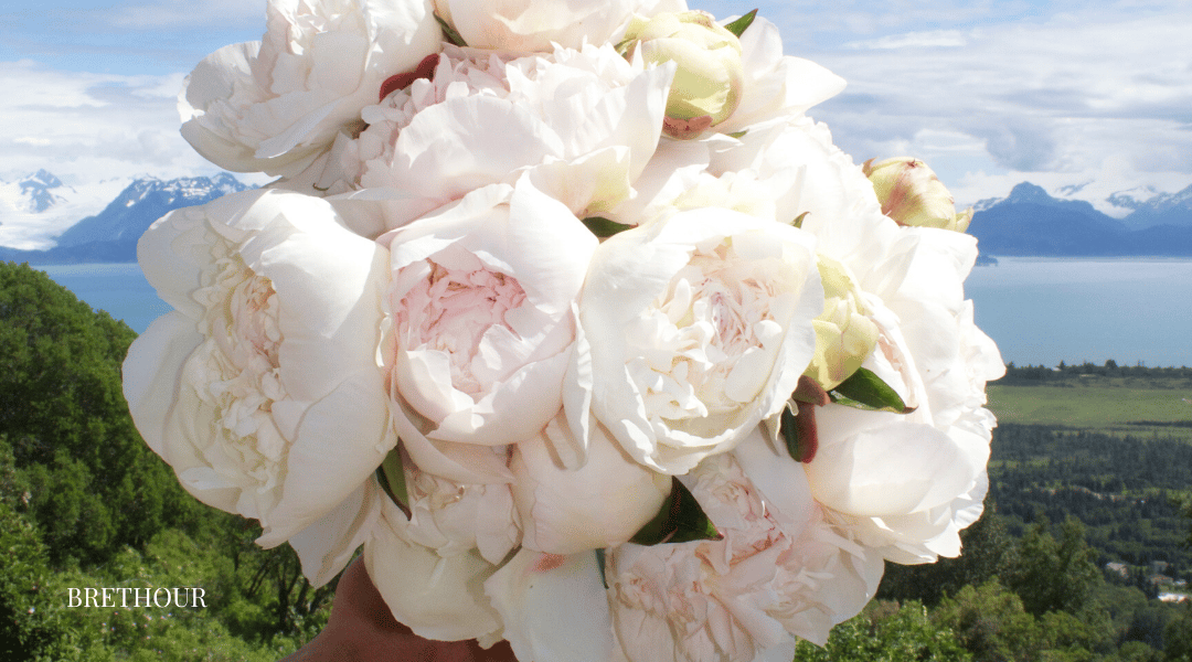 Alaska Peony Cooperative: Premium Peonies