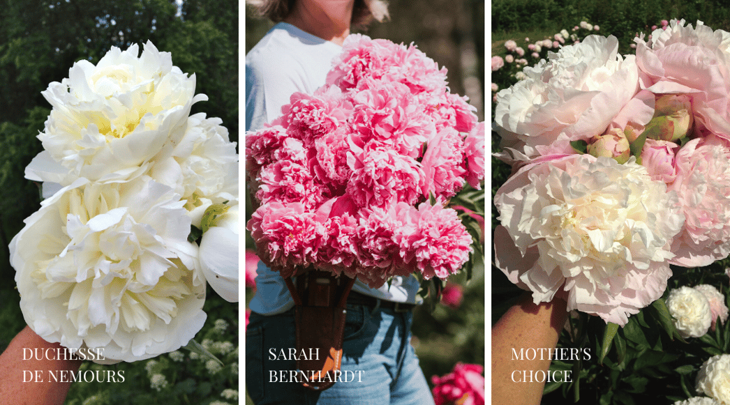 Alaska Peony Cooperative: Premium Peonies