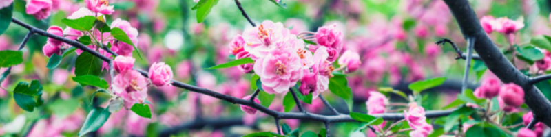 The 50 Official State Flowers of America