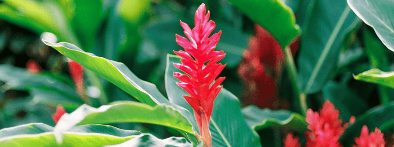 Flowers of Hawaii