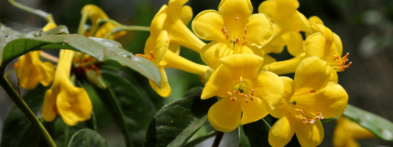 Flowers of the Caribbean