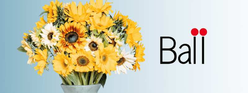 Meet Bradley: Ball's Newest Sunflower Variety