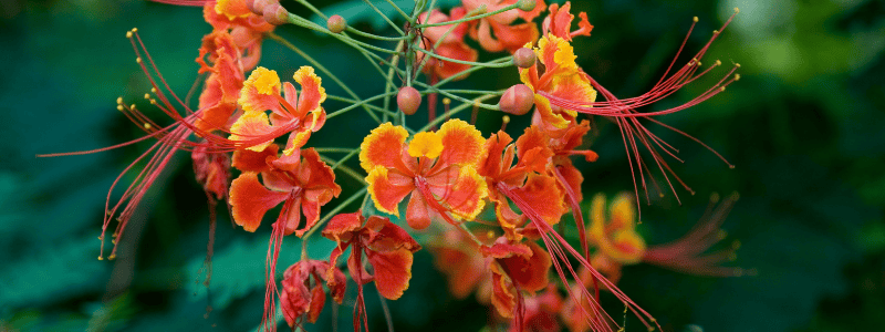 Flowers of the Caribbean