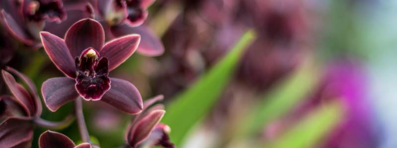 Flowers of the Caribbean