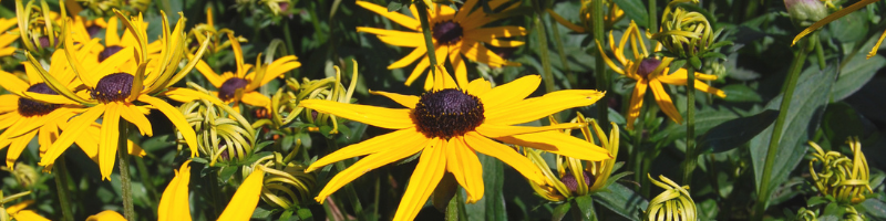 The 50 Official State Flowers of America