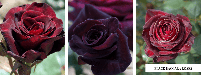 10 Strange & Spooky Plants Perfect for Halloween