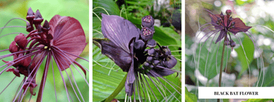 10 Strange & Spooky Plants Perfect for Halloween