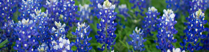 The 50 Official State Flowers of America