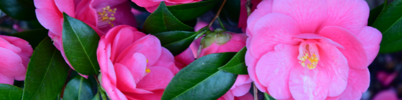 The 50 Official State Flowers of America