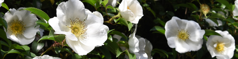 The 50 Official State Flowers of America