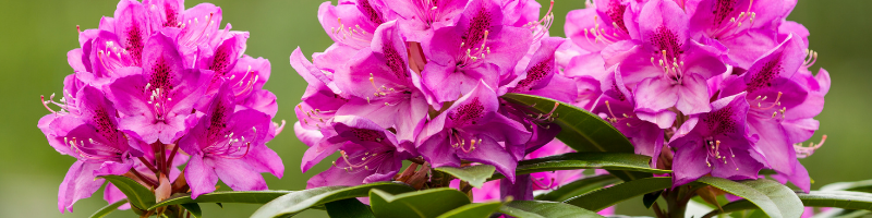 The 50 Official State Flowers of America