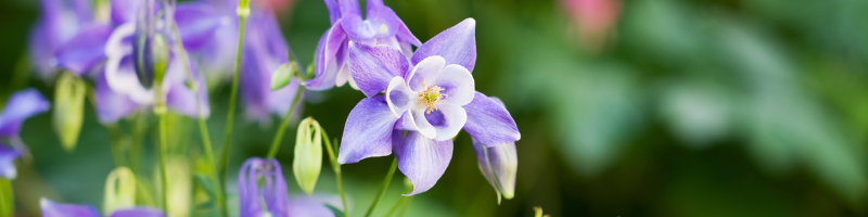 The 50 Official State Flowers of America