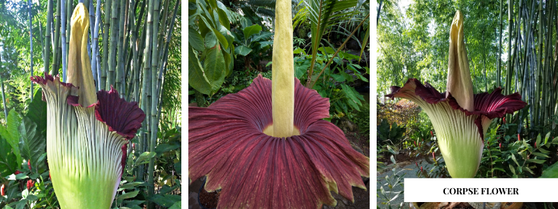 10 Strange & Spooky Plants Perfect for Halloween