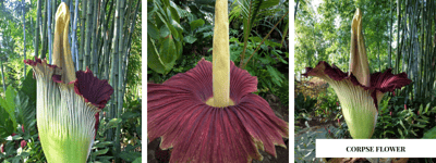 10 Strange & Spooky Plants Perfect for Halloween
