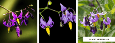 10 Strange & Spooky Plants Perfect for Halloween