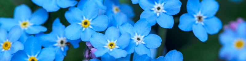 The 50 Official State Flowers of America