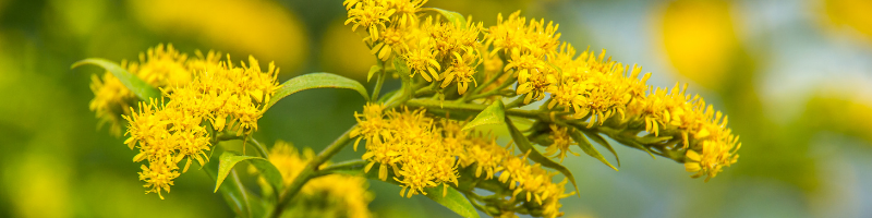 The 50 Official State Flowers of America