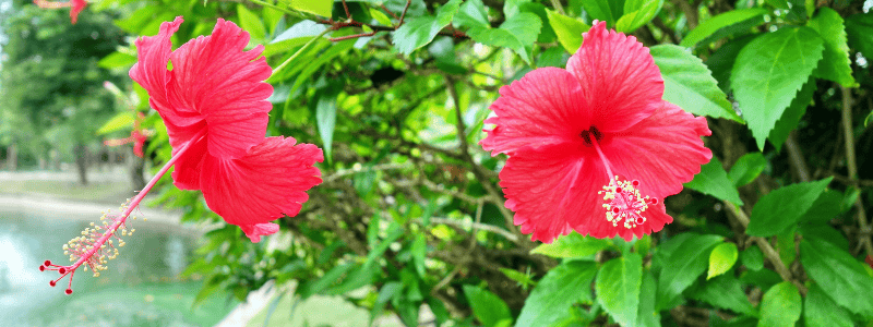 Flowers of the Caribbean