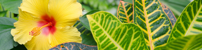 The 50 Official State Flowers of America