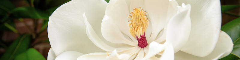 The 50 Official State Flowers of America