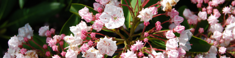 The 50 Official State Flowers of America