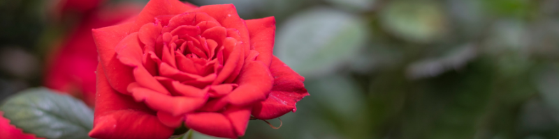 The 50 Official State Flowers of America