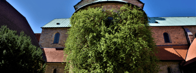 State Flower Series: New York Rose