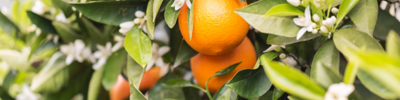 The 50 Official State Flowers of America